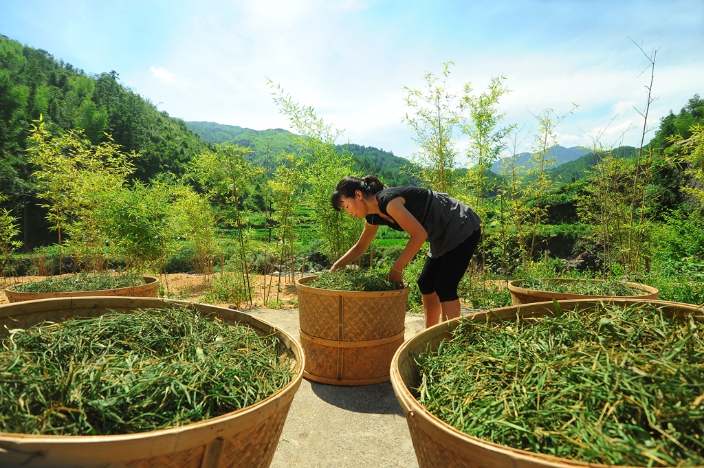 Create a Bamboo Forest | Indiegogo
