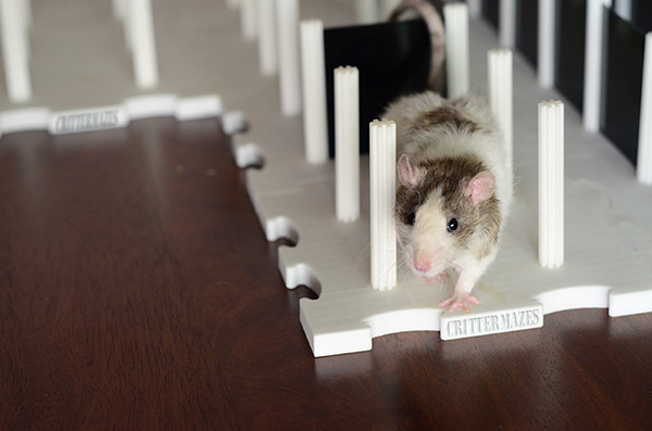 Modular Rat Maze | Indiegogo