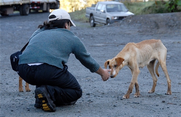 Lost Dogs | Indiegogo